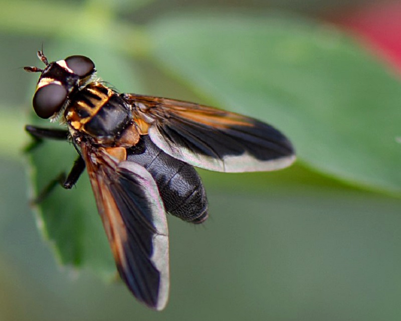 Científicos Usan Moscas Y Avispas Para Controlar Chinches | Blog Cambiagro
