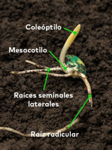 Conozca El Ciclo Vegetativo Del Maíz Y Sus Etapas Clave | Blog Cambiagro