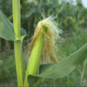 Conozca El Ciclo Vegetativo Del Maíz Y Sus Etapas Clave | Blog Cambiagro