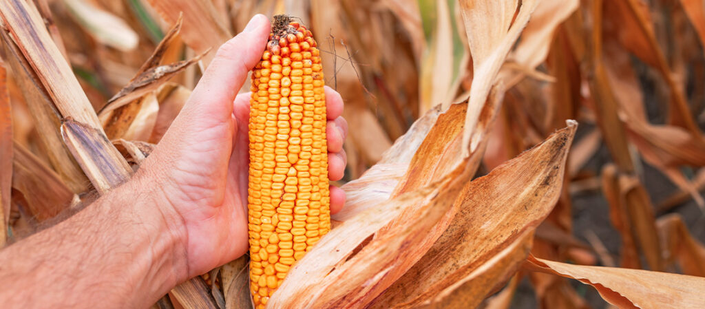 Temporada De Cosecha Del Maíz: De México A Ecuador | Blog Cambiagro