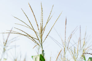 La Panoja De Maíz: Estructura, Importancia Y Manejo | Blog Cambiagro