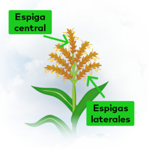 La Panoja De Maíz: Estructura, Importancia Y Manejo | Blog Cambiagro