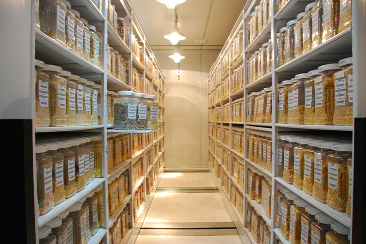 Conservación De Semillas De Maíz: Almacenamiento Y Beneficios | Blog ... Conservación De Semillas De Maíz: Almacenamiento Y Beneficios | Blog ...