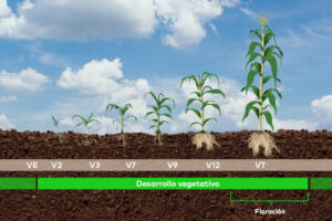 Cultivo De Maíz: Guía Completa Y Definitiva | Blog Cambiagro
