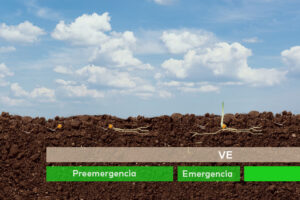 Cultivo De Maíz: Guía Completa Y Definitiva | Blog Cambiagro