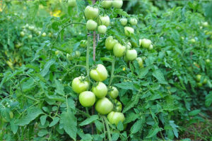 Cultivo De Tomate: Guía Completa Para Agricultores | Blog Cambiagro