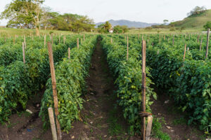 Cultivo De Tomate: Guía Completa Para Agricultores | Blog Cambiagro