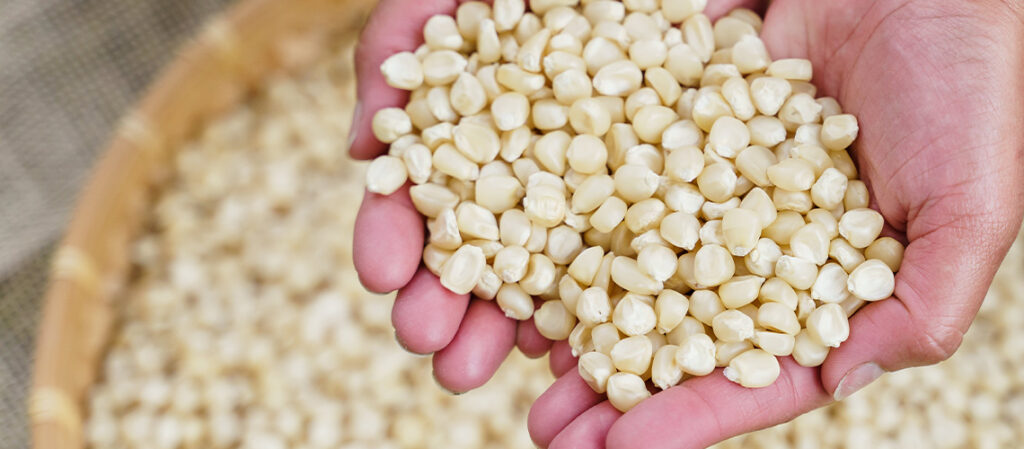 Conservación De Semillas De Maíz: Almacenamiento Y Beneficios | Blog ... Conservación De Semillas De Maíz: Almacenamiento Y Beneficios | Blog ...