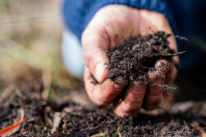 Cultivo De Frijol: Guía Completa Para Agricultores | Blog Cambiagro