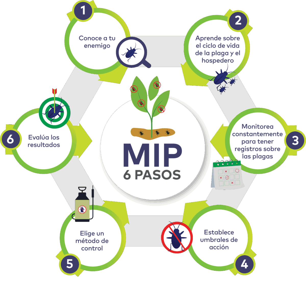 ¿Cómo Controlar Las Plagas Del Tomate? | Blog Cambiagro