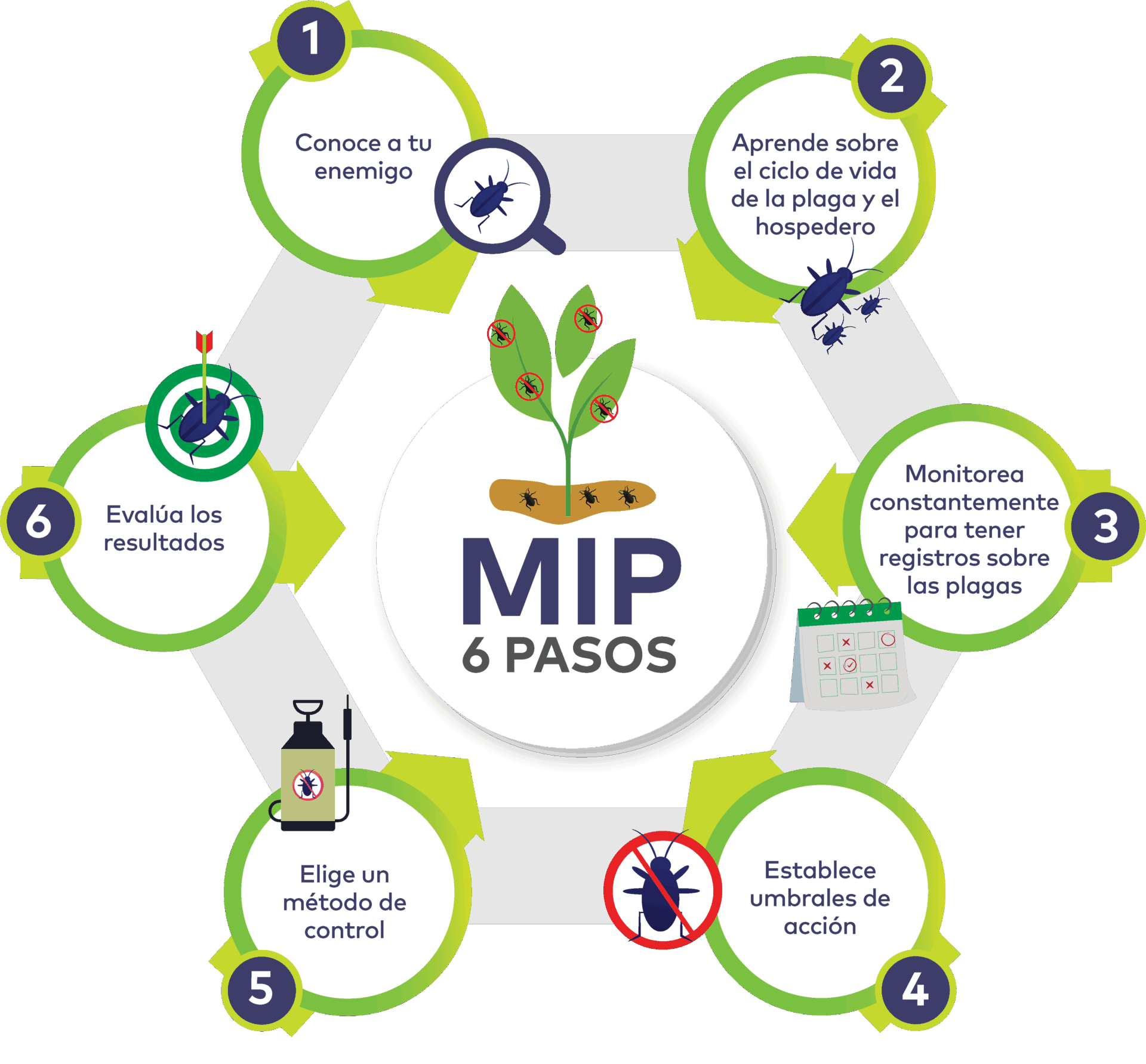 ¿Cómo Controlar Las Plagas Del Tomate? | Blog Cambiagro