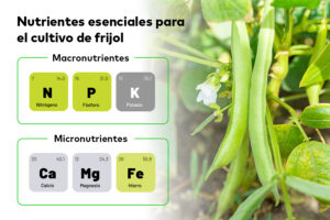Cultivo De Frijol: Guía Completa Para Agricultores | Blog Cambiagro