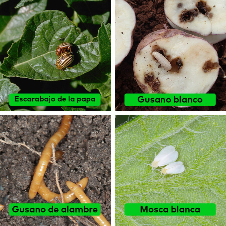 Todo Sobre El Cultivo De Papa: La Guía Definitiva | Blog Cambiagro