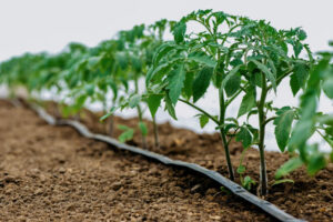 Cultivo De Tomate: Guía Completa Para Agricultores | Blog Cambiagro