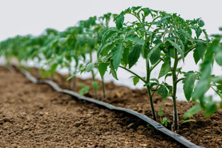 Cultivo De Tomate: Guía Completa Para Agricultores | Blog Cambiagro