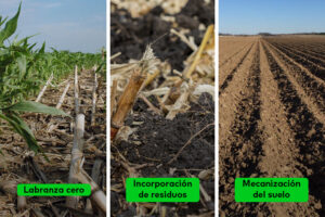 Cultivo De Maíz: Guía Completa Y Definitiva | Blog Cambiagro