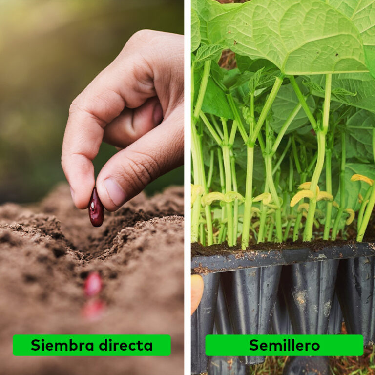 Cultivo De Frijol: Guía Completa Para Agricultores | Blog Cambiagro