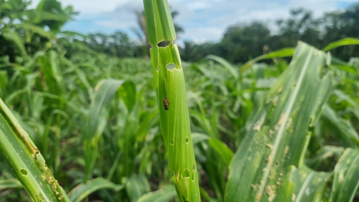 Preocupados: Agricultores De Maíz Se Enfrentan A Nueva Plaga | Blog ...