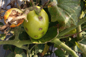 Enfermedades Del Tomate: Síntomas Y Su Control | Blog Cambiagro