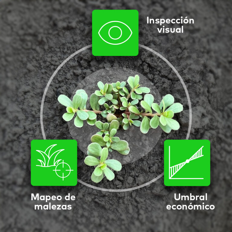 Control De Malezas En Tomate: Técnicas Y Manejos | Blog Cambiagro