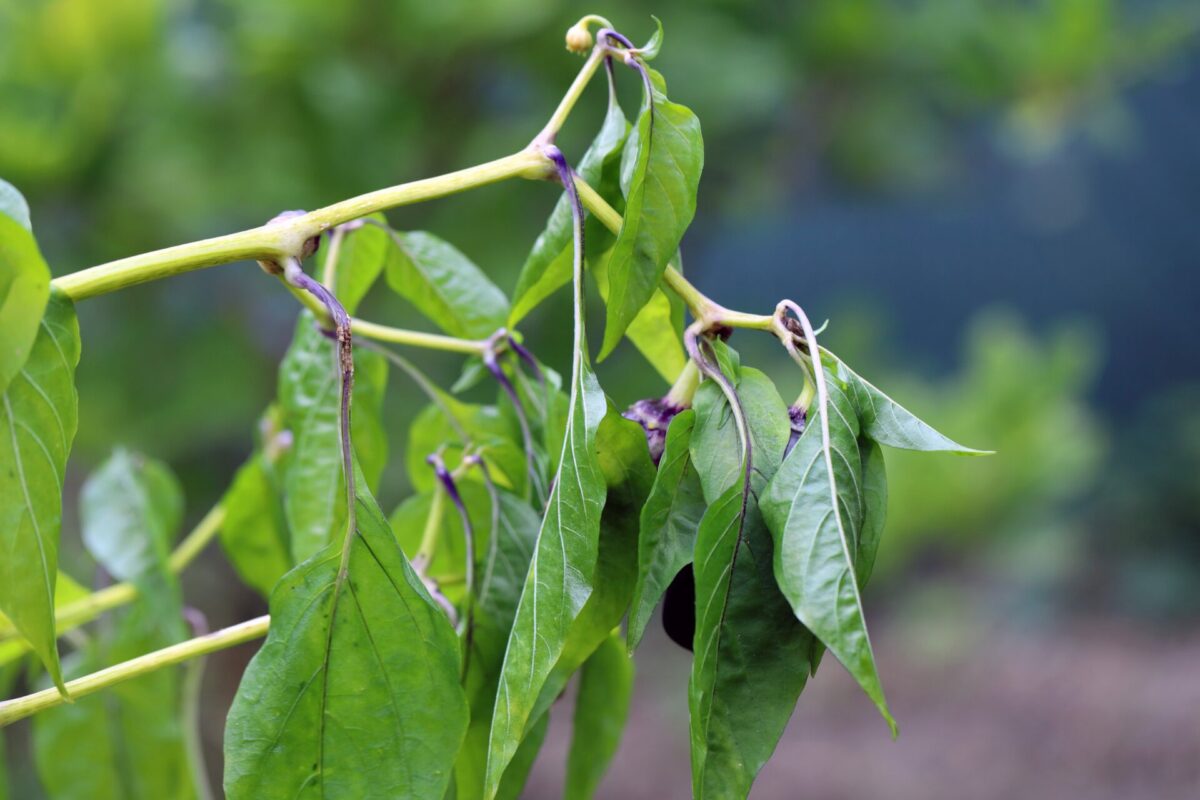 Guía Completa Para El Cultivo De Chile Pimiento | Blog Cambiagro