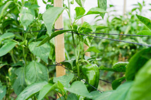 Guía Completa Para El Cultivo De Chile Pimiento | Blog Cambiagro