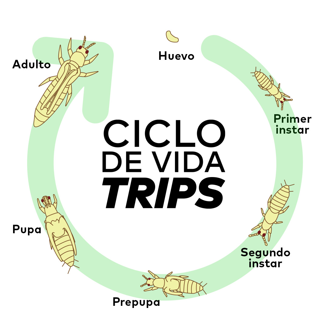 Control De Trips En Tomate | Blog Cambiagro