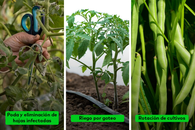 ¿Cuál Es El Mejor Fungicida Para Botrytis En Tomate? | Blog Cambiagro