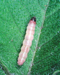 Control De Plagas De La Papa | Blog Cambiagro