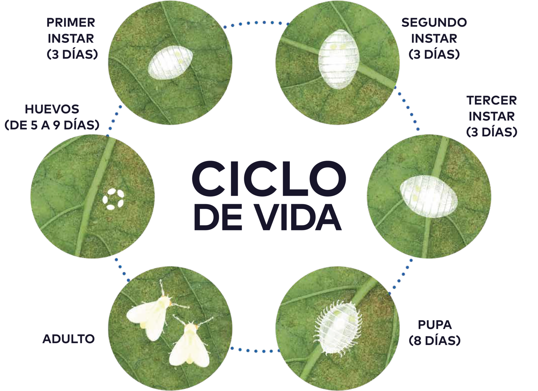 Mosca Blanca En Frijol: Guía Completa | Blog Cambiagro