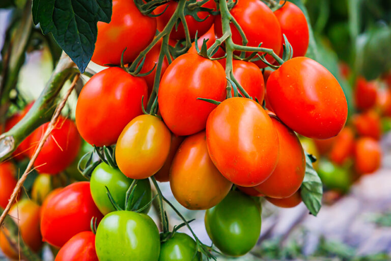Virus Del Tabaco En Tomate | Blog Cambiagro