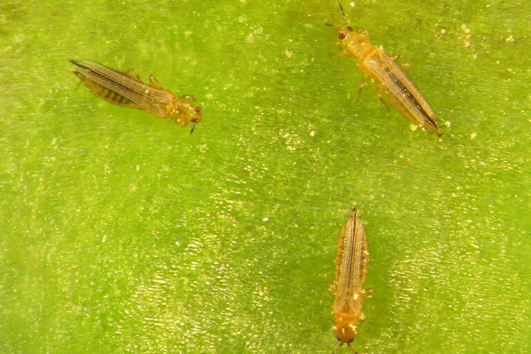 Control De Trips En Chile Pimiento | Blog Cambiagro