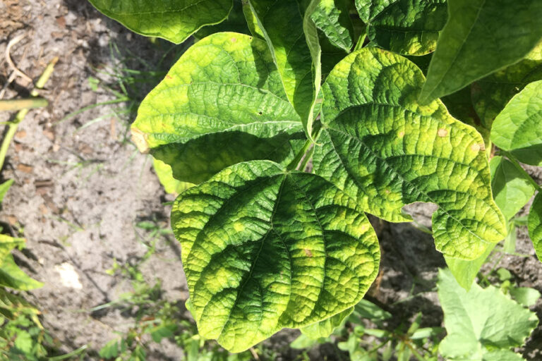 ¿Cómo Eliminar La Chicharrita Del Frijol? | Blog Cambiagro