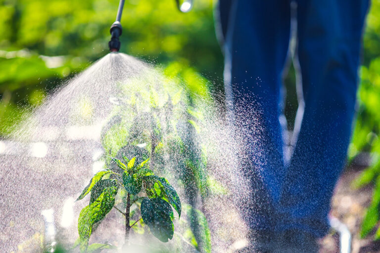 Fungicida Para Tizón Temprano En Chile Pimiento | Blog Cambiagro