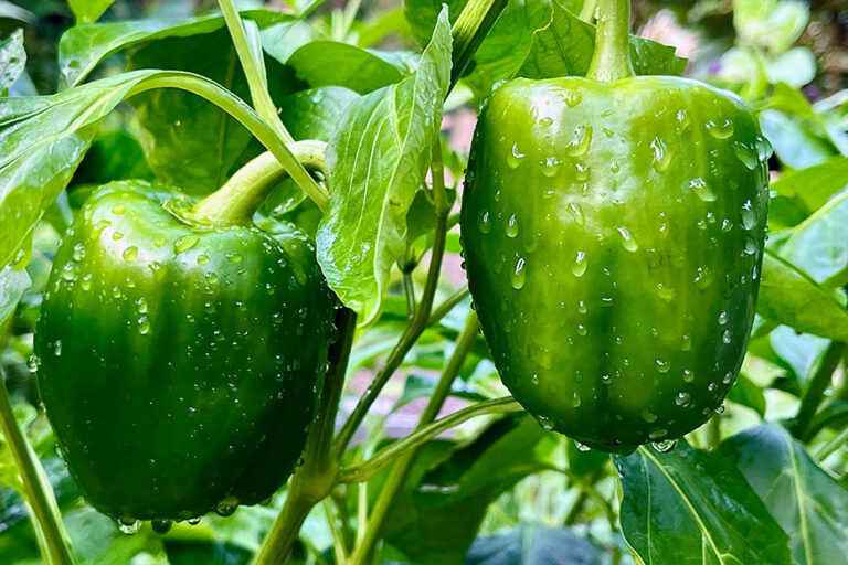 Fungicida Para Tizón Temprano En Chile Pimiento | Blog Cambiagro
