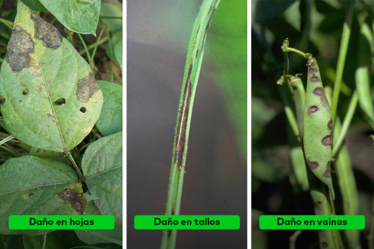 Guía Sobre Antracnosis Del Frijol: Prevención Y Control | Blog Cambiagro