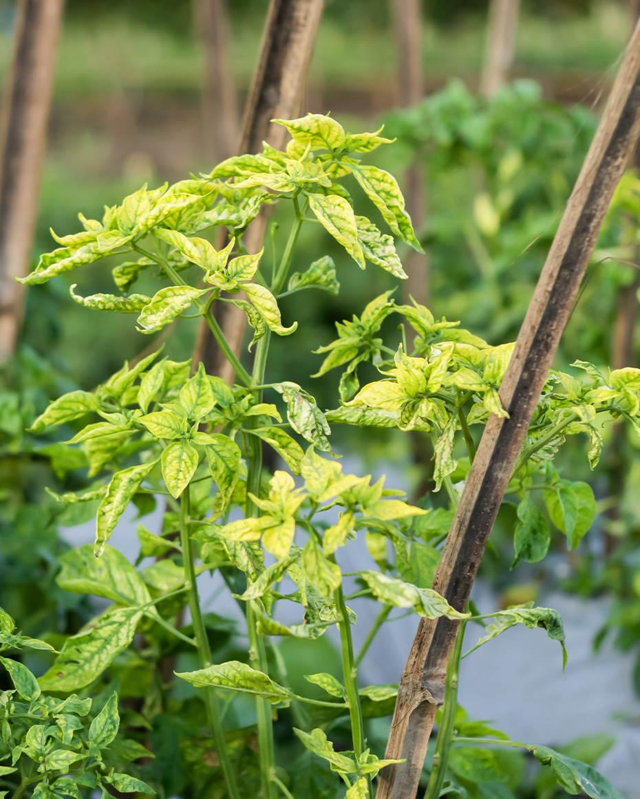Virus Del Rizado Amarillo En Chile Pimiento | Blog Cambiagro