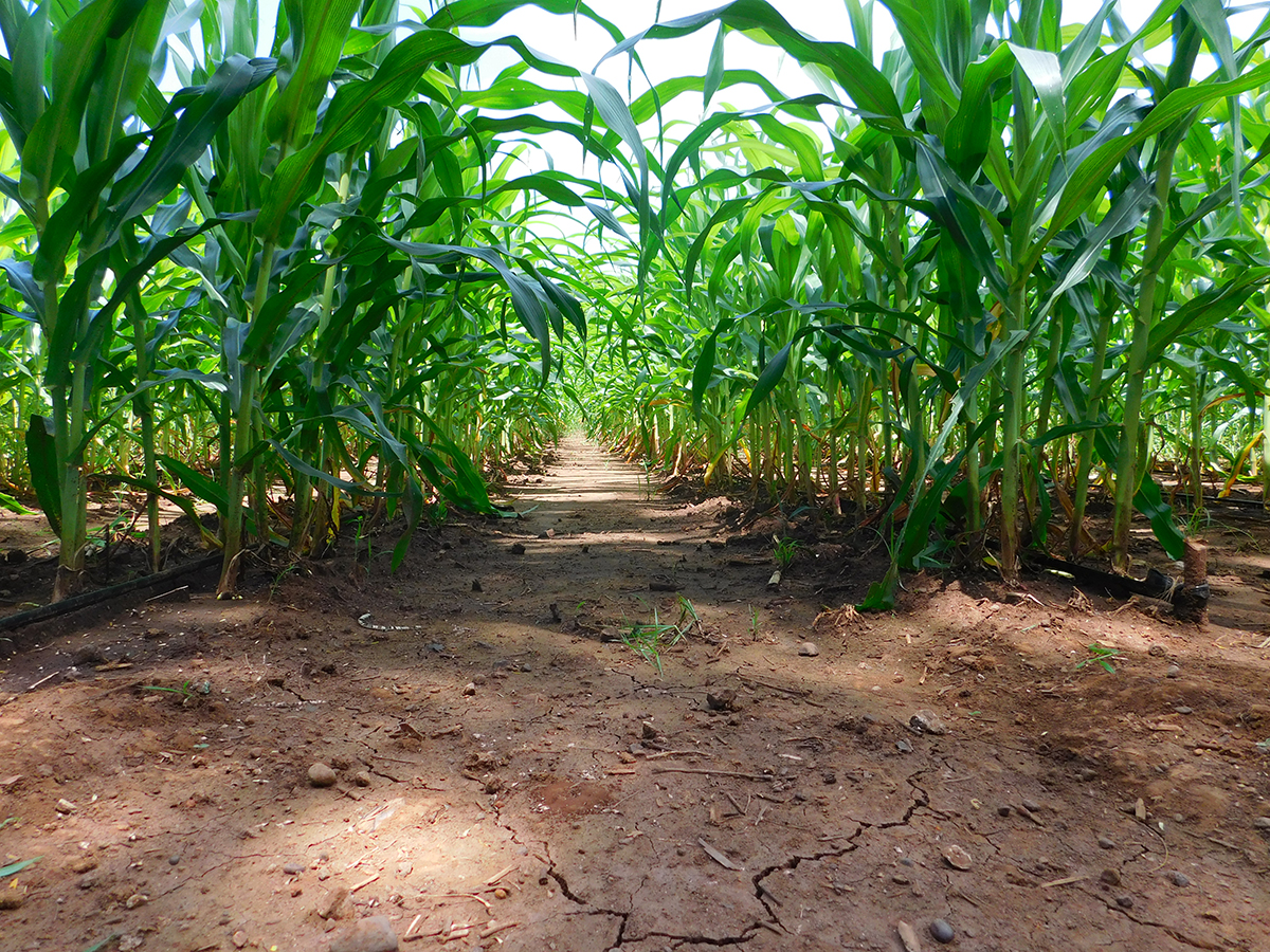 Suelos Y Raíces: El Secreto Para Una Cosecha Abundante Y De Calidad | Blog Cambiagro