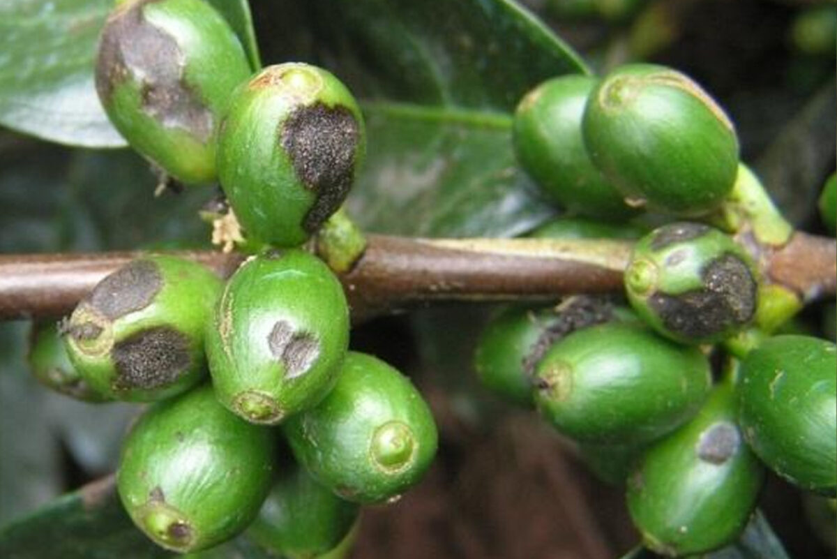 Principales Enfermedades Del Café | Blog Cambiagro