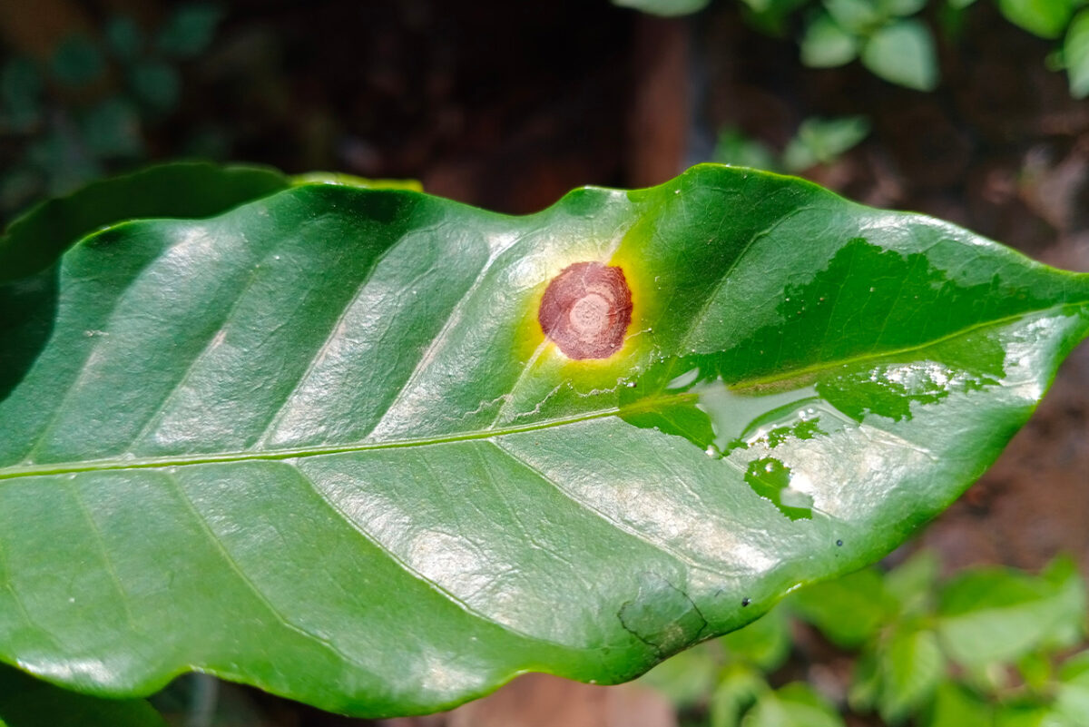 Principales Enfermedades Del Café | Blog Cambiagro