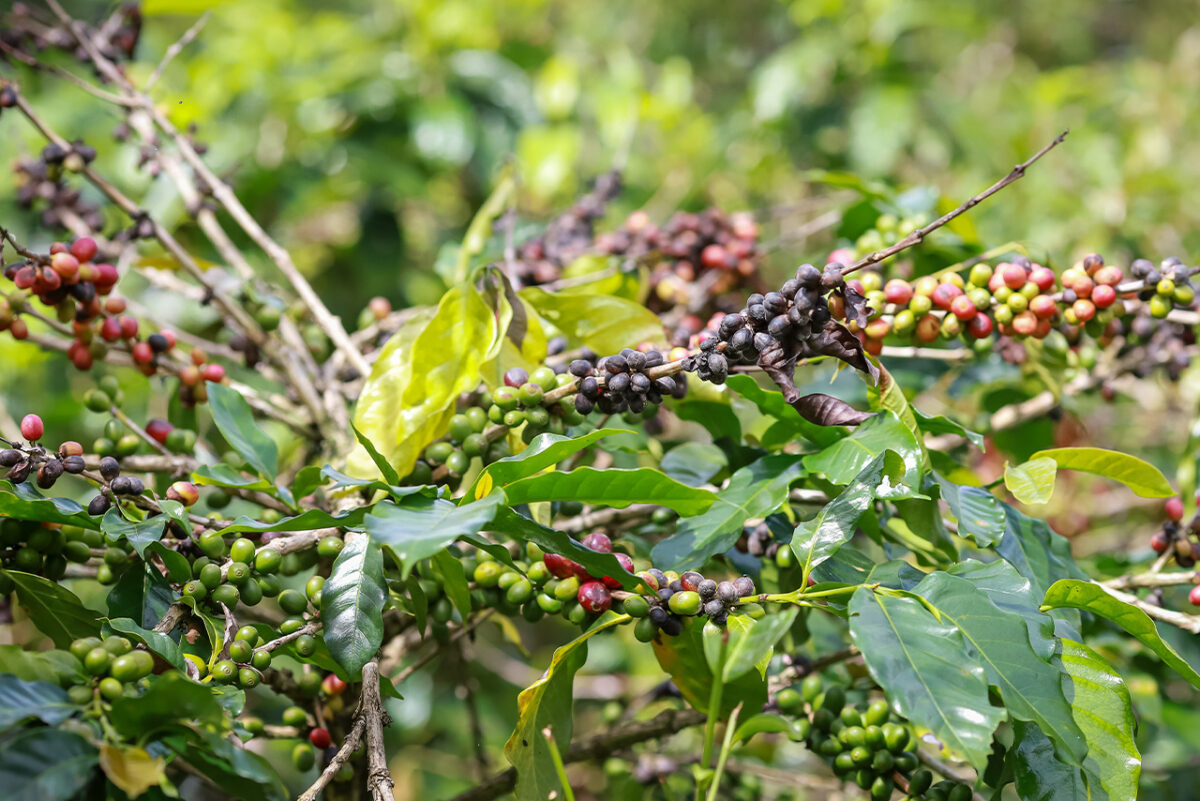 Principales Enfermedades Del Café | Blog Cambiagro