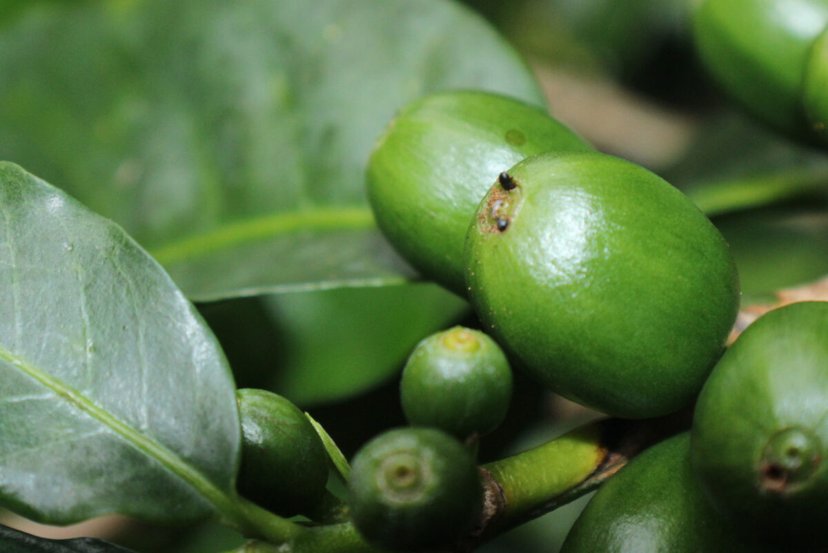 Principales Plagas Del Café: Guía Detallada | Blog Cambiagro