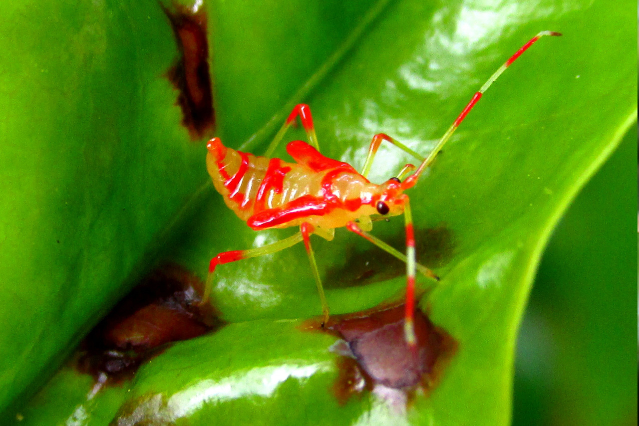 Principales Plagas Del Café: Guía Detallada | Blog Cambiagro