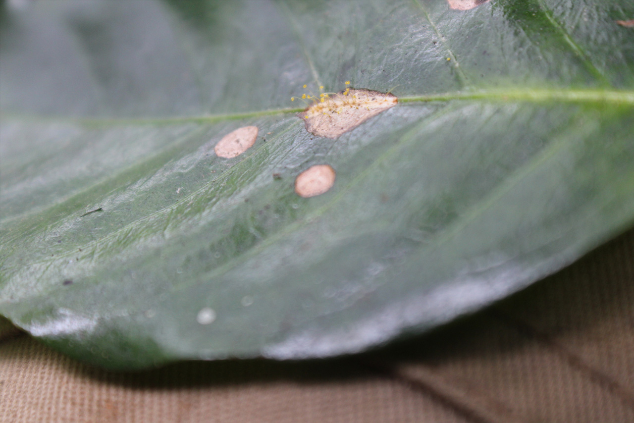 Principales Enfermedades Del Café | Blog Cambiagro