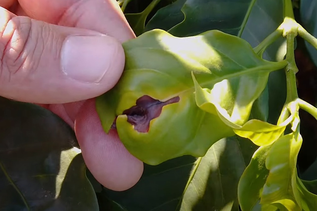 Principales Enfermedades Del Café | Blog Cambiagro