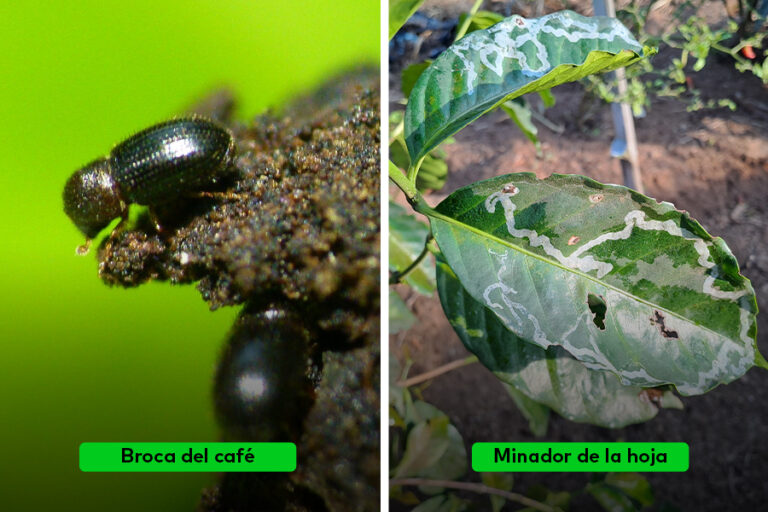 Cultivo De Café: Guía Completa Y Definitiva | Blog Cambiagro