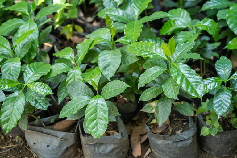 Cultivo De Café: Guía Completa Y Definitiva | Blog Cambiagro