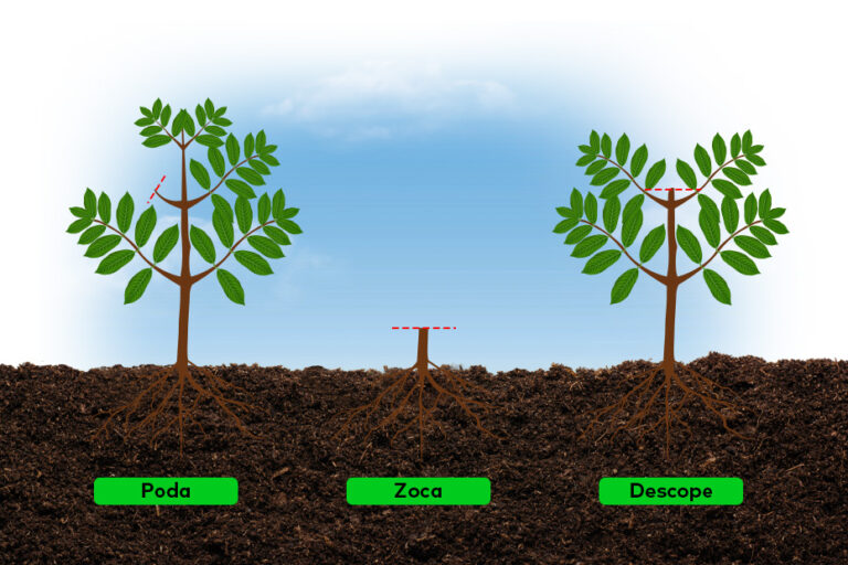 Cultivo De Café: Guía Completa Y Definitiva | Blog Cambiagro