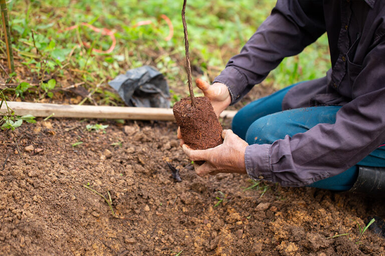 Cultivo De Café: Guía Completa Y Definitiva | Blog Cambiagro