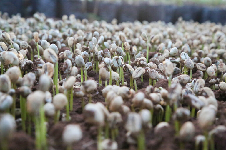 Cultivo De Café: Guía Completa Y Definitiva | Blog Cambiagro